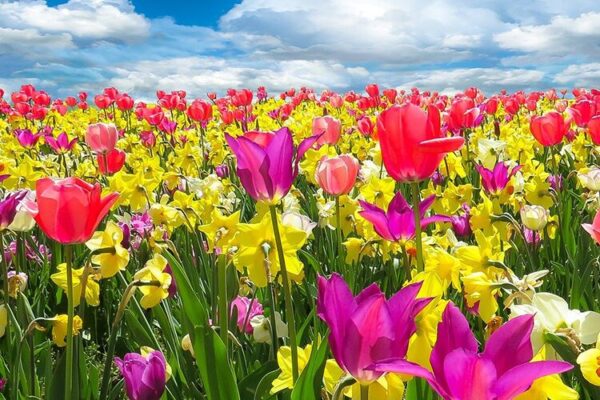 COSY-WASCH – Autowäsche auf hohem Niveau seit 1966